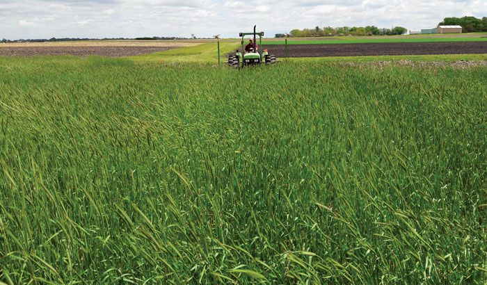 Pigweed Management Gets Easier with Cover Crops