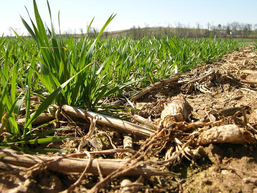 [Webinar] Cover Crop Basics: Capturing Nutrients