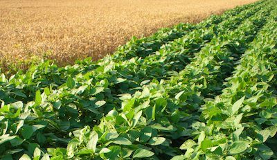 USDA Data Shows More Farmers Adding Fall Covers to Corn, Cotton ...
