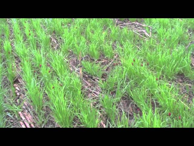 Make Farming Fun Again with Cover Crops & Regenerative Agriculture